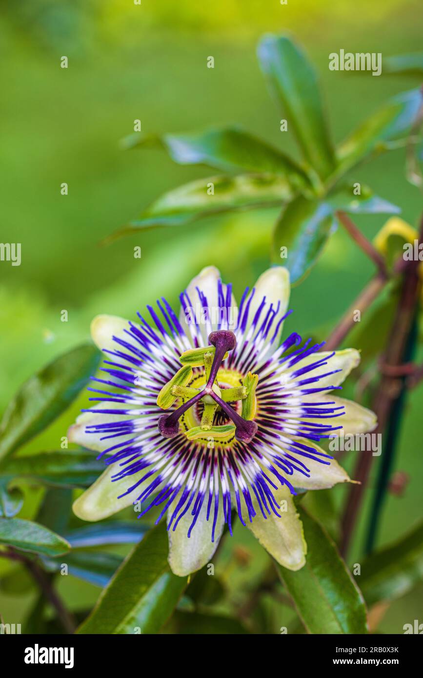 Blue passion flower (Passiflora caerulea), flower, close up Stock Photo ...