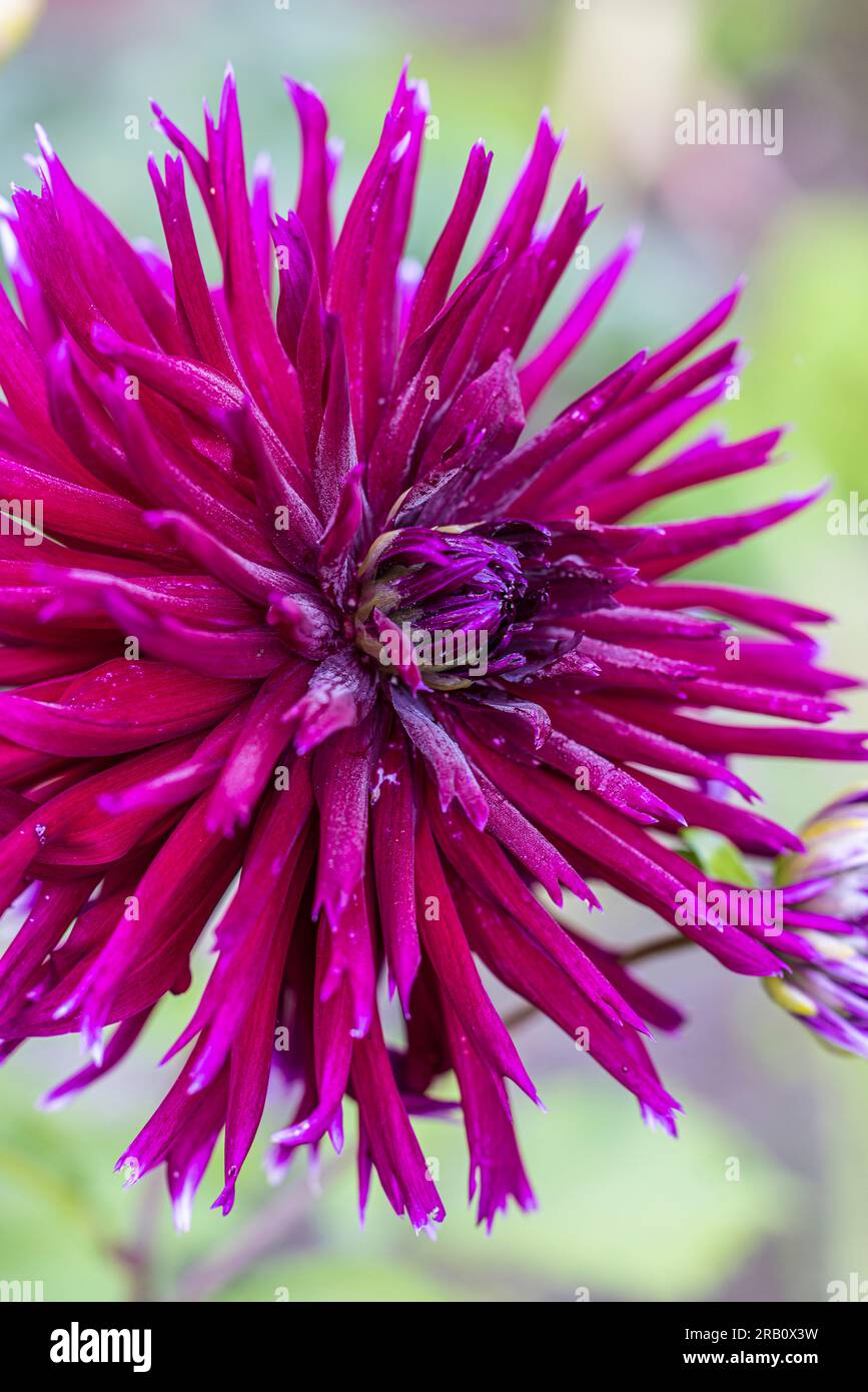 Dahlia mixture 'Midnight Party' in full bloom Stock Photo - Alamy