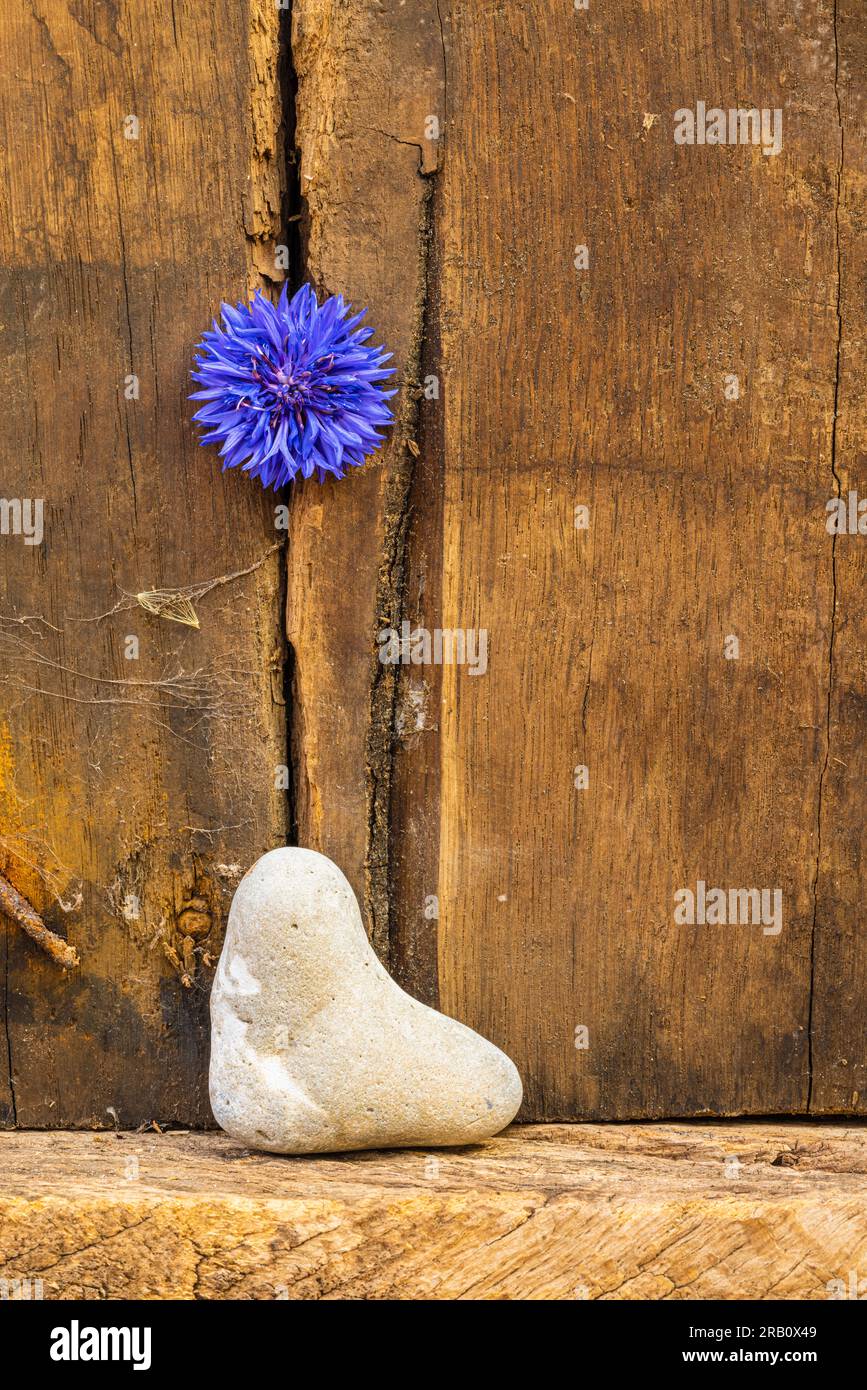 Still life with cornflower 'Blue Diadem' and heart shaped stone Stock ...