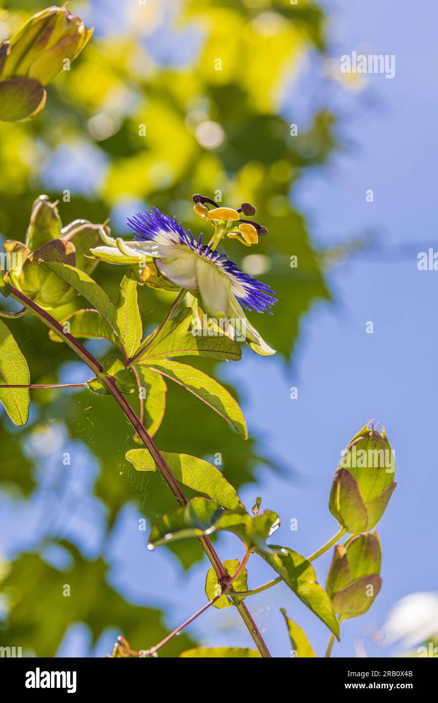 Blue passion flower, (Passiflora caerulea Stock Photo - Alamy