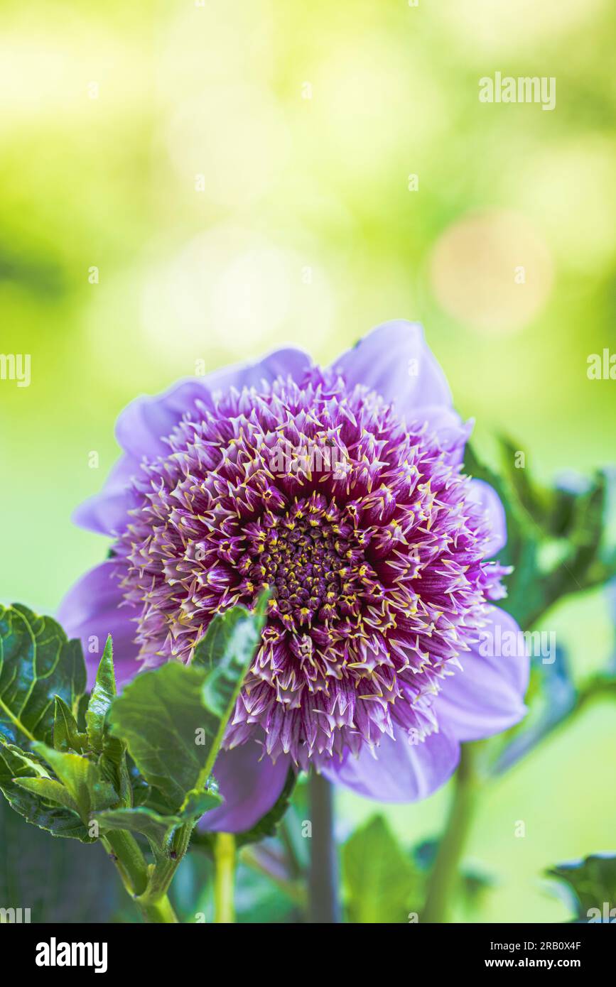 Anemone flowering dahlia 'Fenna Baaij' Stock Photo - Alamy