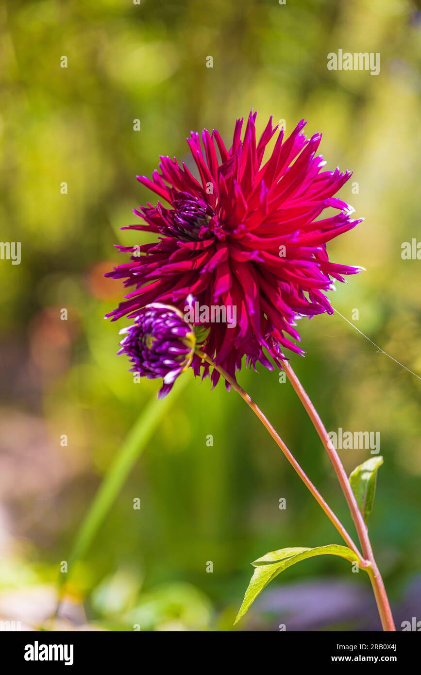 Dahlia mixture midnight party in full bloom hi-res stock photography ...
