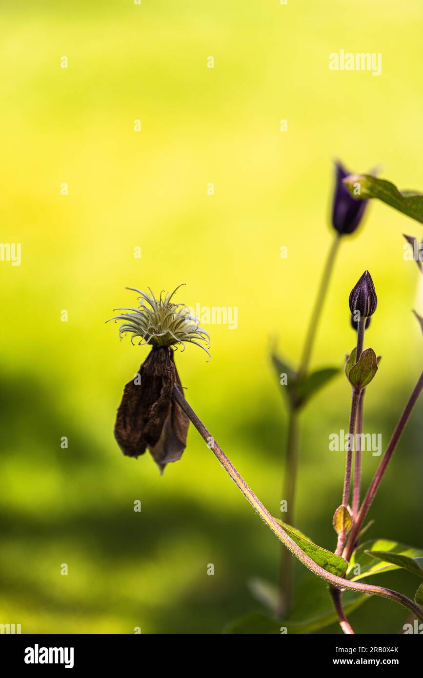 faded plant, clematis, green background, symbol, beauty in decay Stock ...
