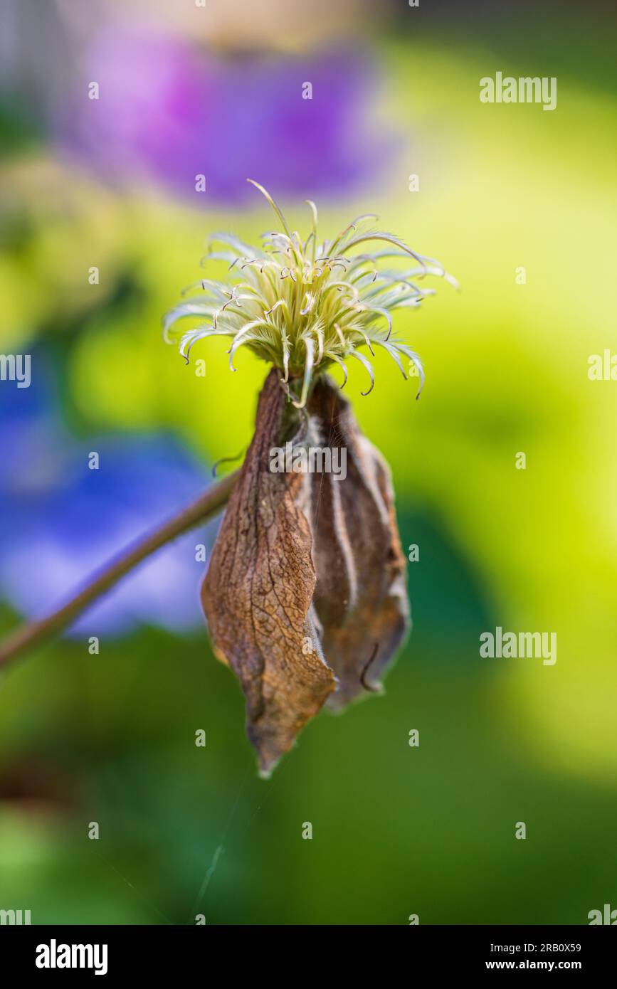 faded plant, clematis, green background, symbol, beauty in decay Stock ...
