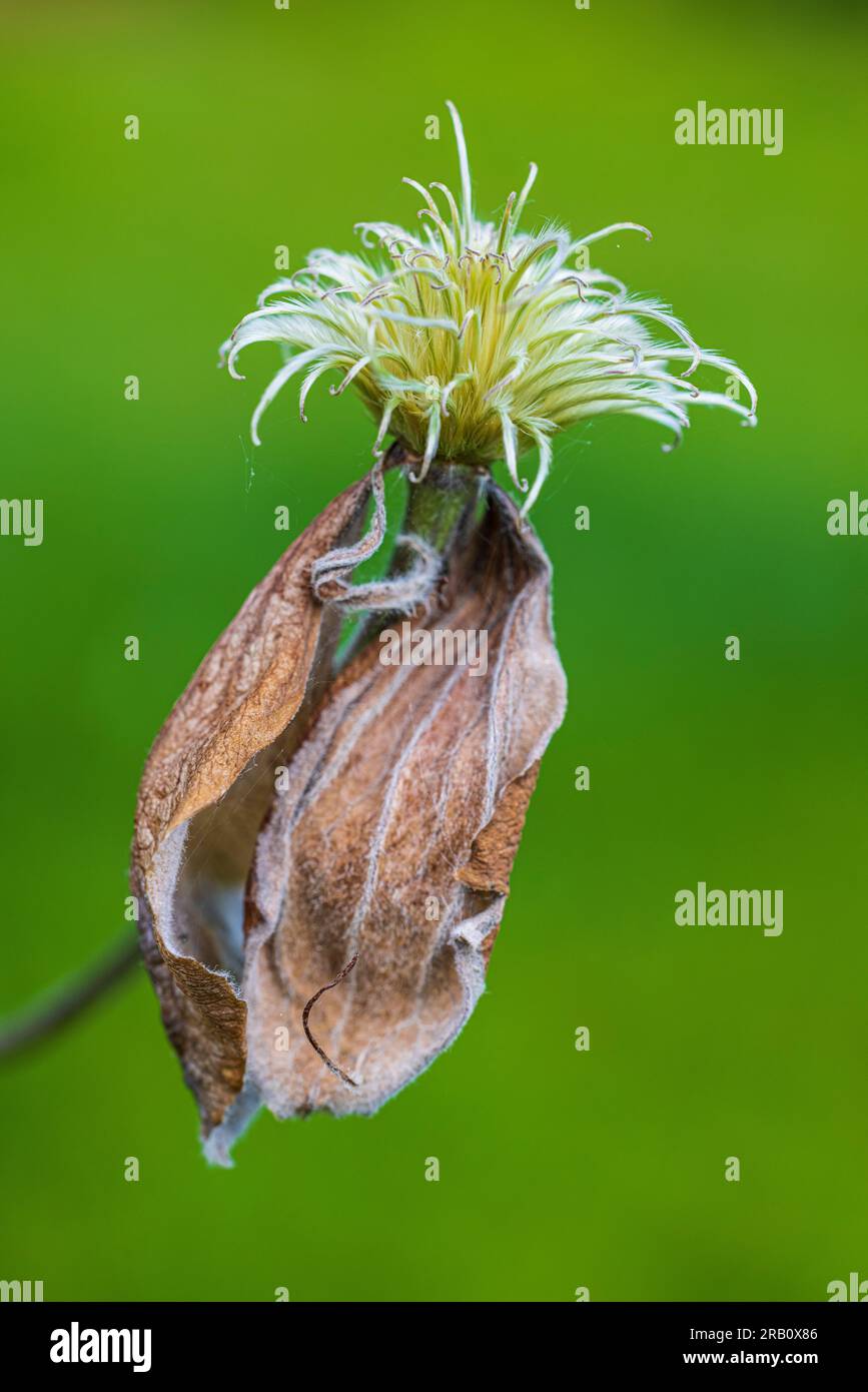 faded plant, clematis, green background, symbol, beauty in decay Stock ...