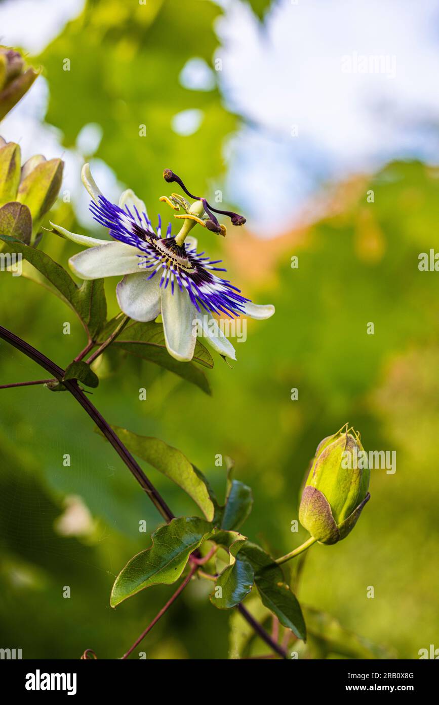 Blue passion flower, (Passiflora caerulea Stock Photo - Alamy