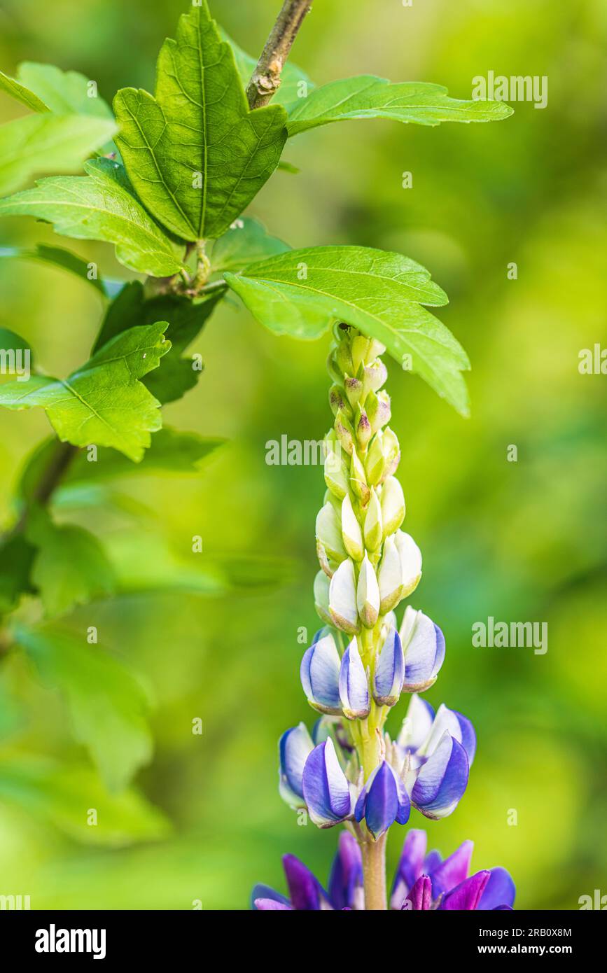Closeup garden lupines lupinus hi-res stock photography and images - Alamy