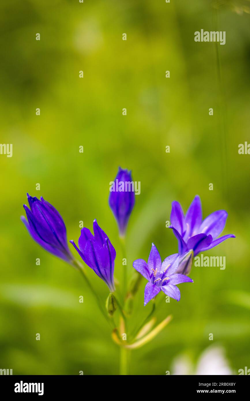 Brodiaea 'Queen Fabiola', flowers, close up, spring star (Brodiaea ...