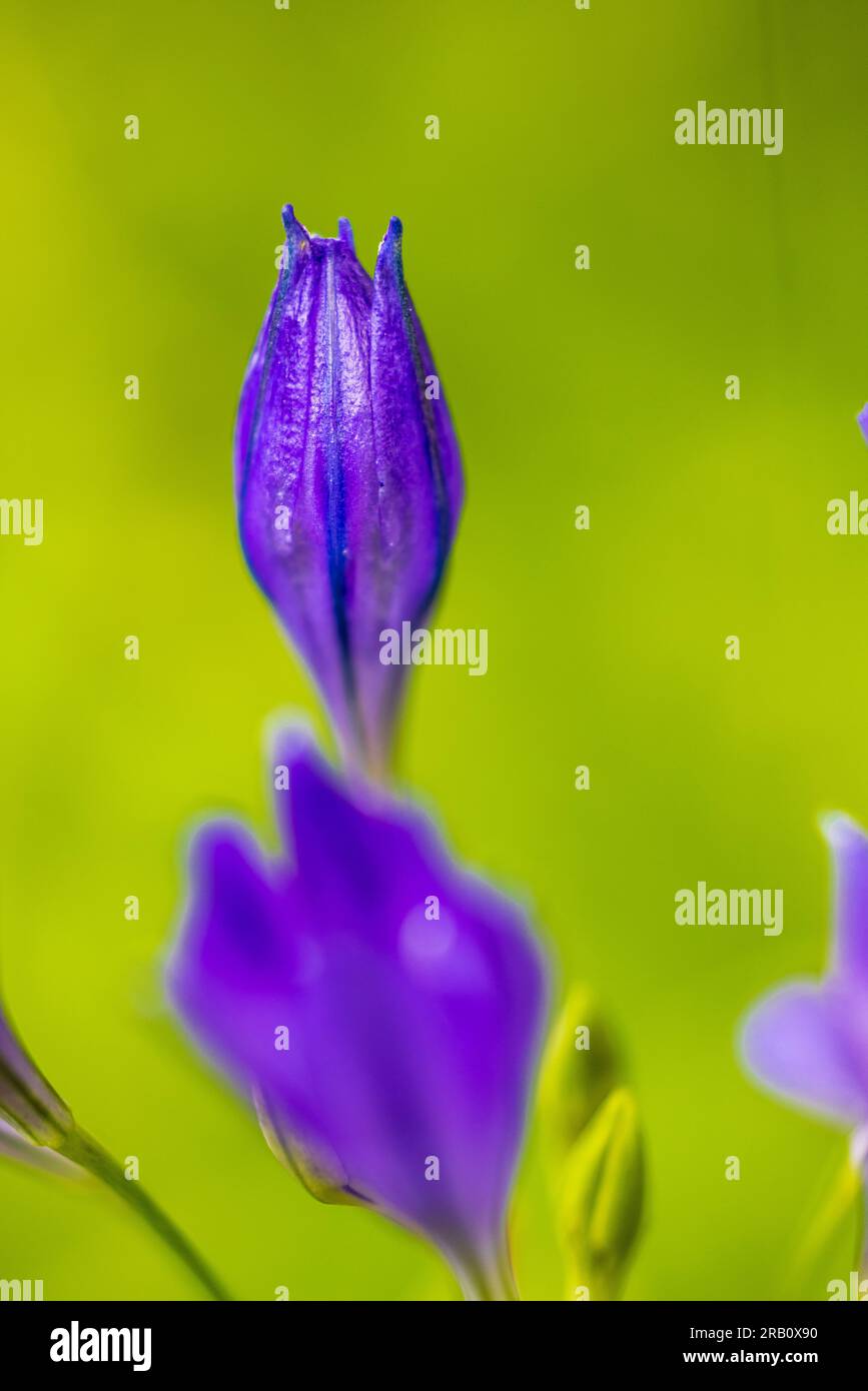 Brodiaea 'Queen Fabiola', flowers, close up, spring star (Brodiaea ...
