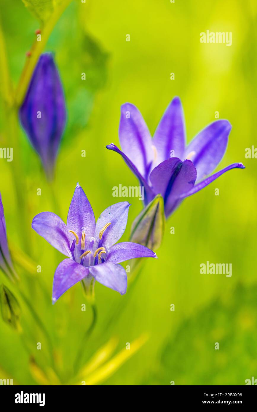 Brodiaea 'Queen Fabiola', flowers, close up, spring star (Brodiaea ...