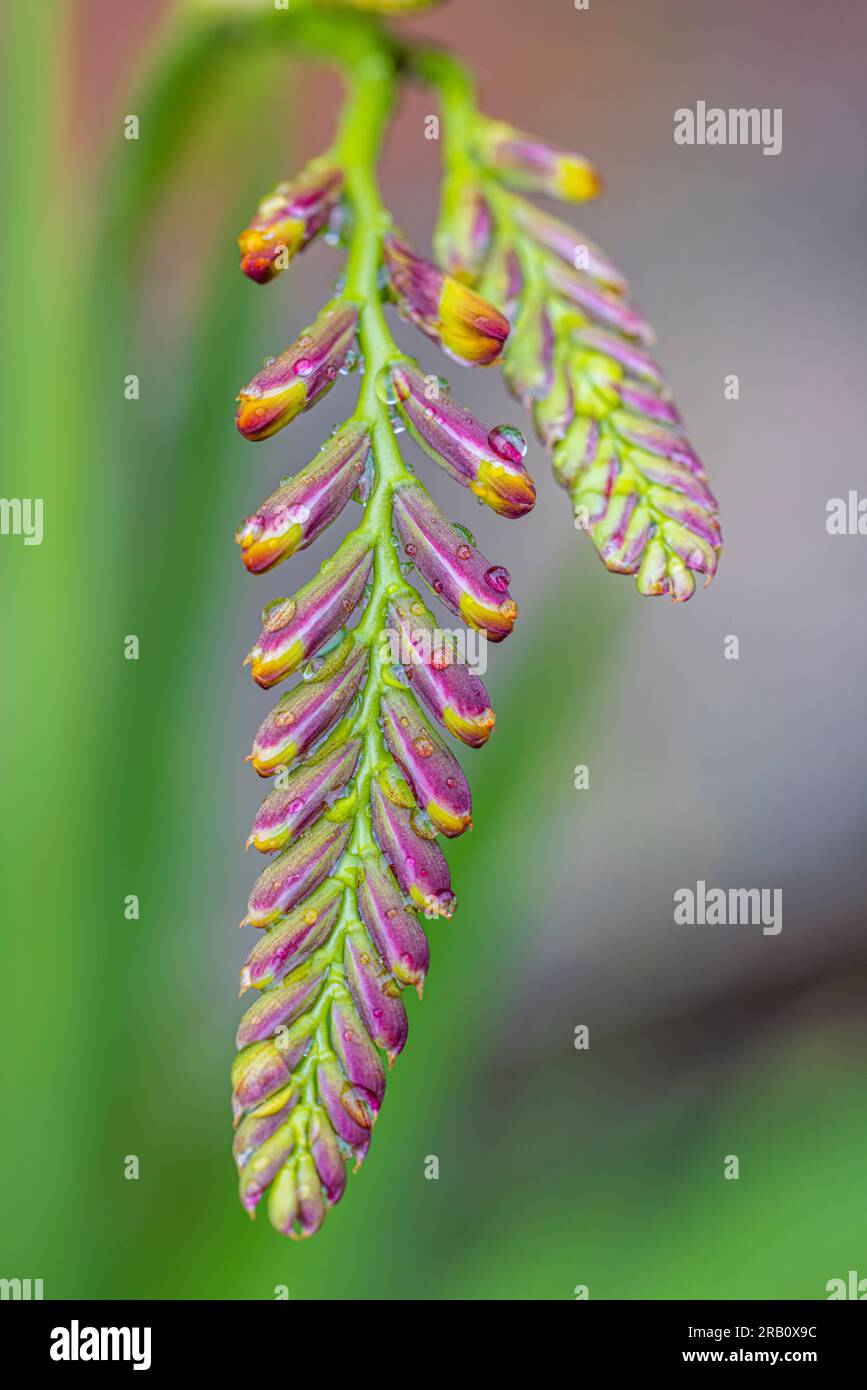 Montbretia - Crocosmia lucifer (firey stars), closed flowers of garden ...