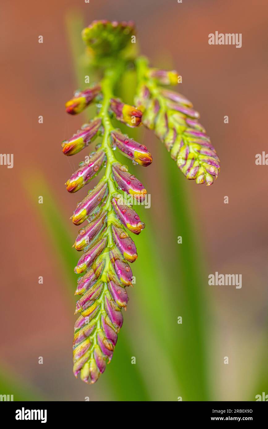 Montbretia - Crocosmia lucifer (firey stars), closed flowers of garden ...