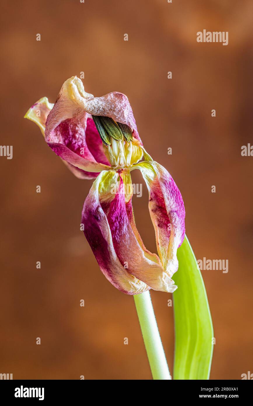 floral still life, a faded tulip Stock Photo - Alamy