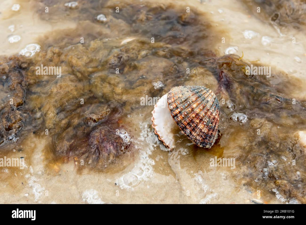Dead seaweed and seashell washed up on the shore Stock Photo - Alamy