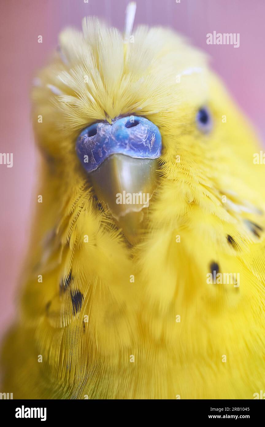 Close up detail of the blue nose of a yellow budgie with some details ...