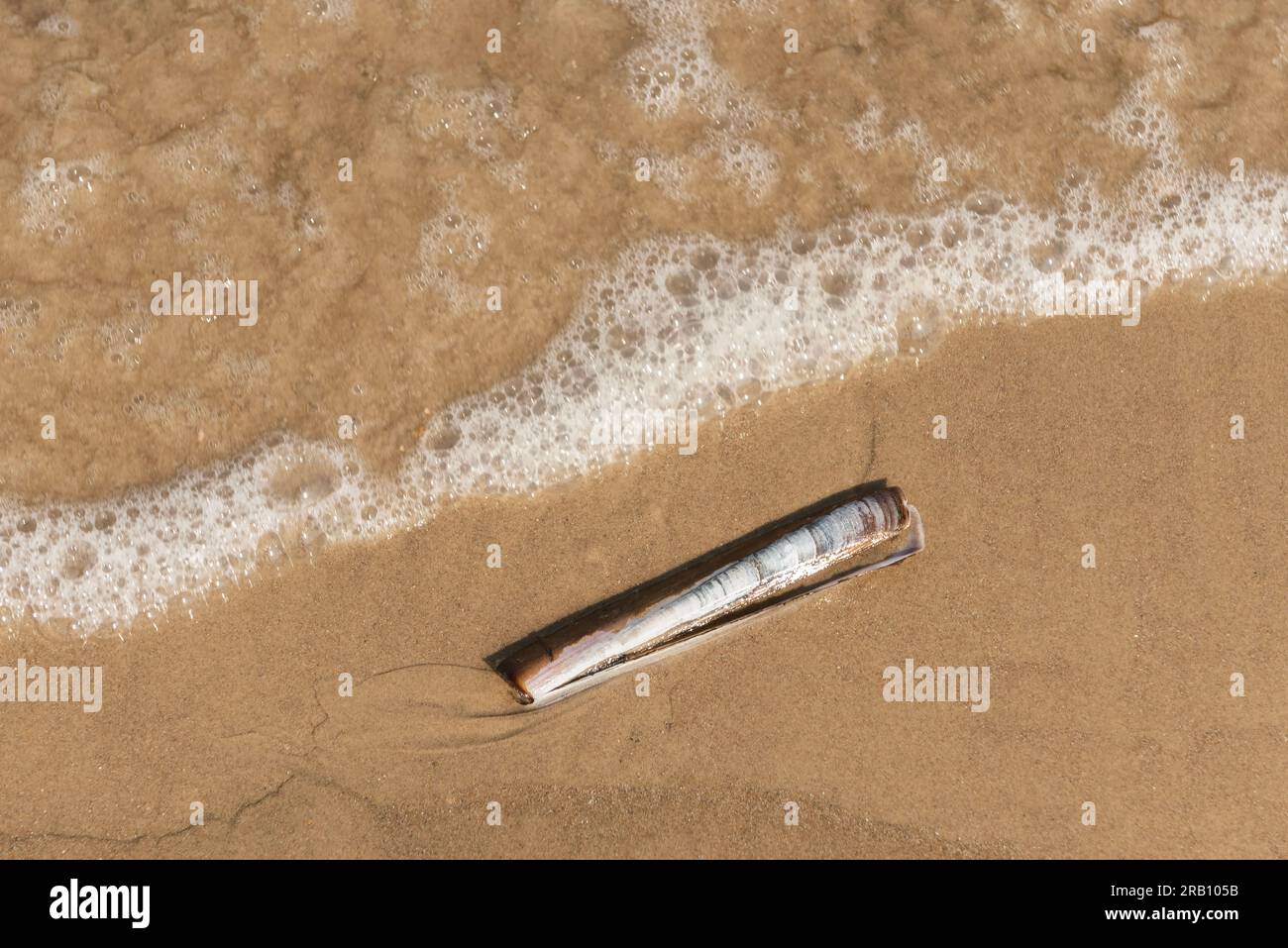 Razor shell on the beach Stock Photo - Alamy