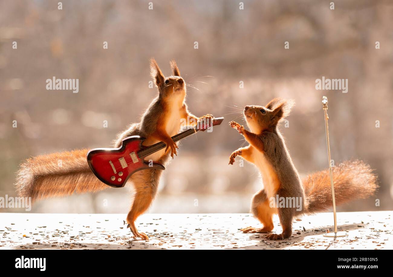 Red squirrels with a guitar Stock Photo - Alamy