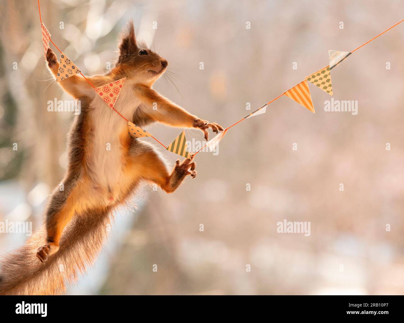 Balancing squirrel hi-res stock photography and images - Alamy