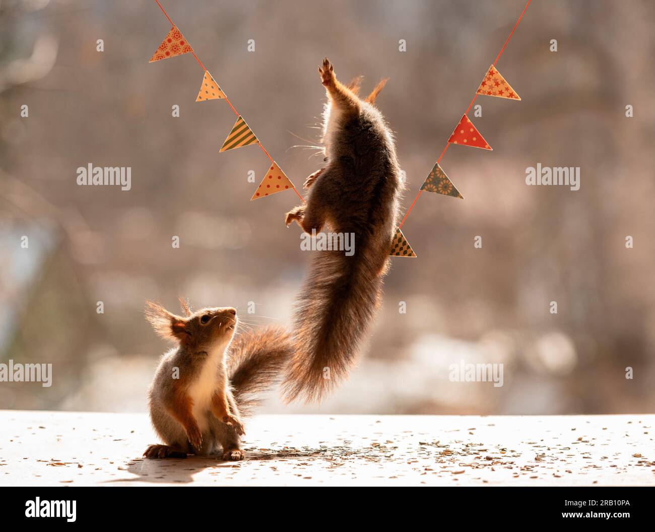 Animals balancing two hi-res stock photography and images - Alamy