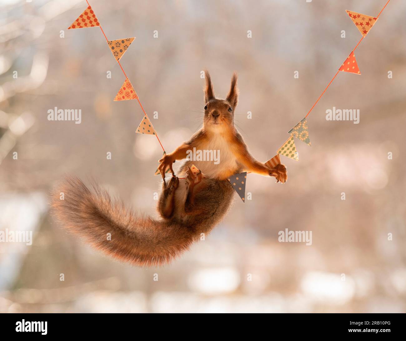 Balancing squirrel hi-res stock photography and images - Alamy