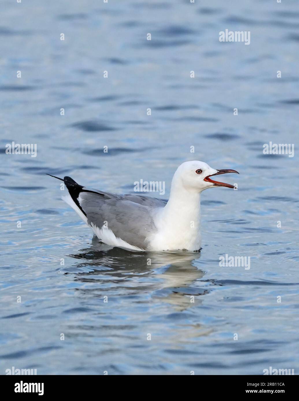 Hartlaub gulls hi-res stock photography and images - Alamy