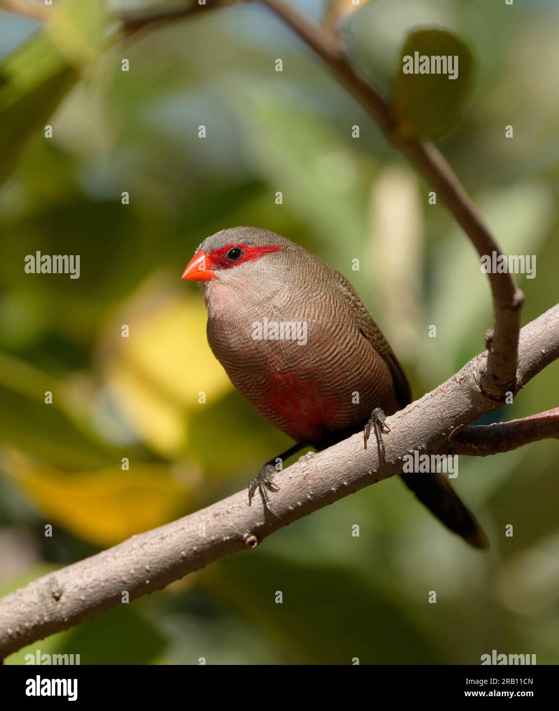 Common waxbill hi-res stock photography and images - Alamy