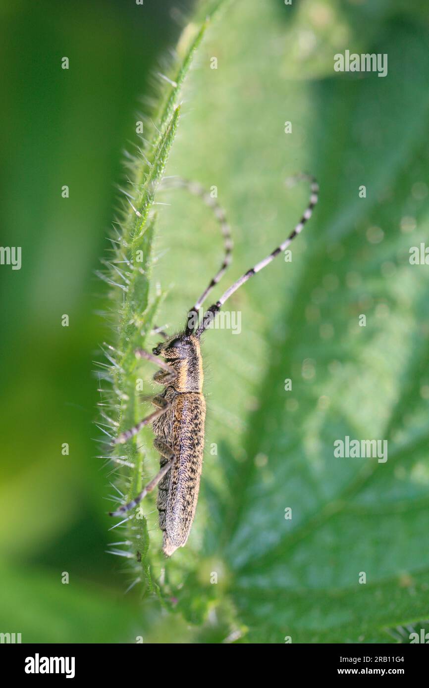 golden-bloomed grey longhorn (Agapanthia villosoviridescens Stock Photo ...