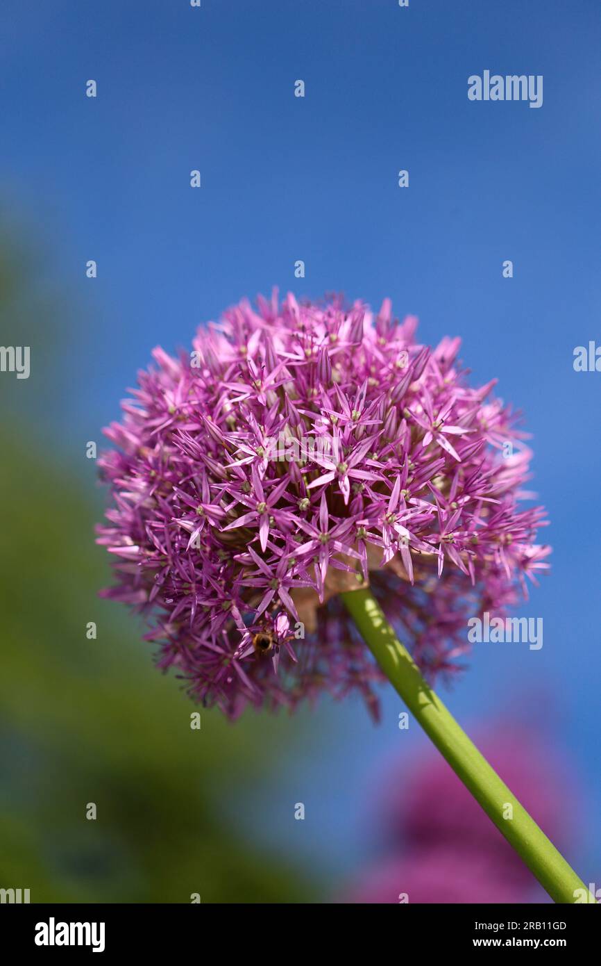 Ornamental garlic (Allium Stock Photo - Alamy