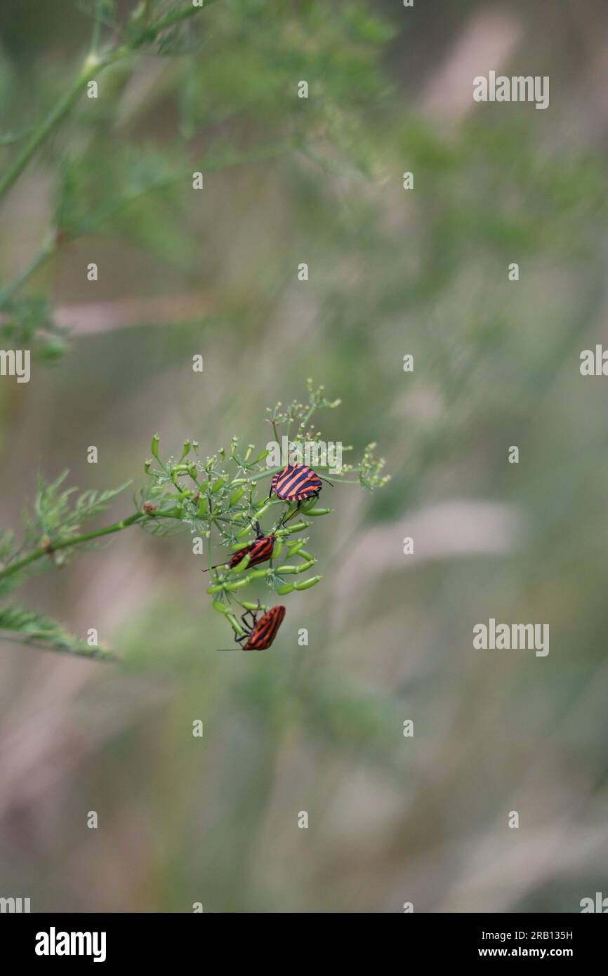 Several bugs hi-res stock photography and images - Alamy