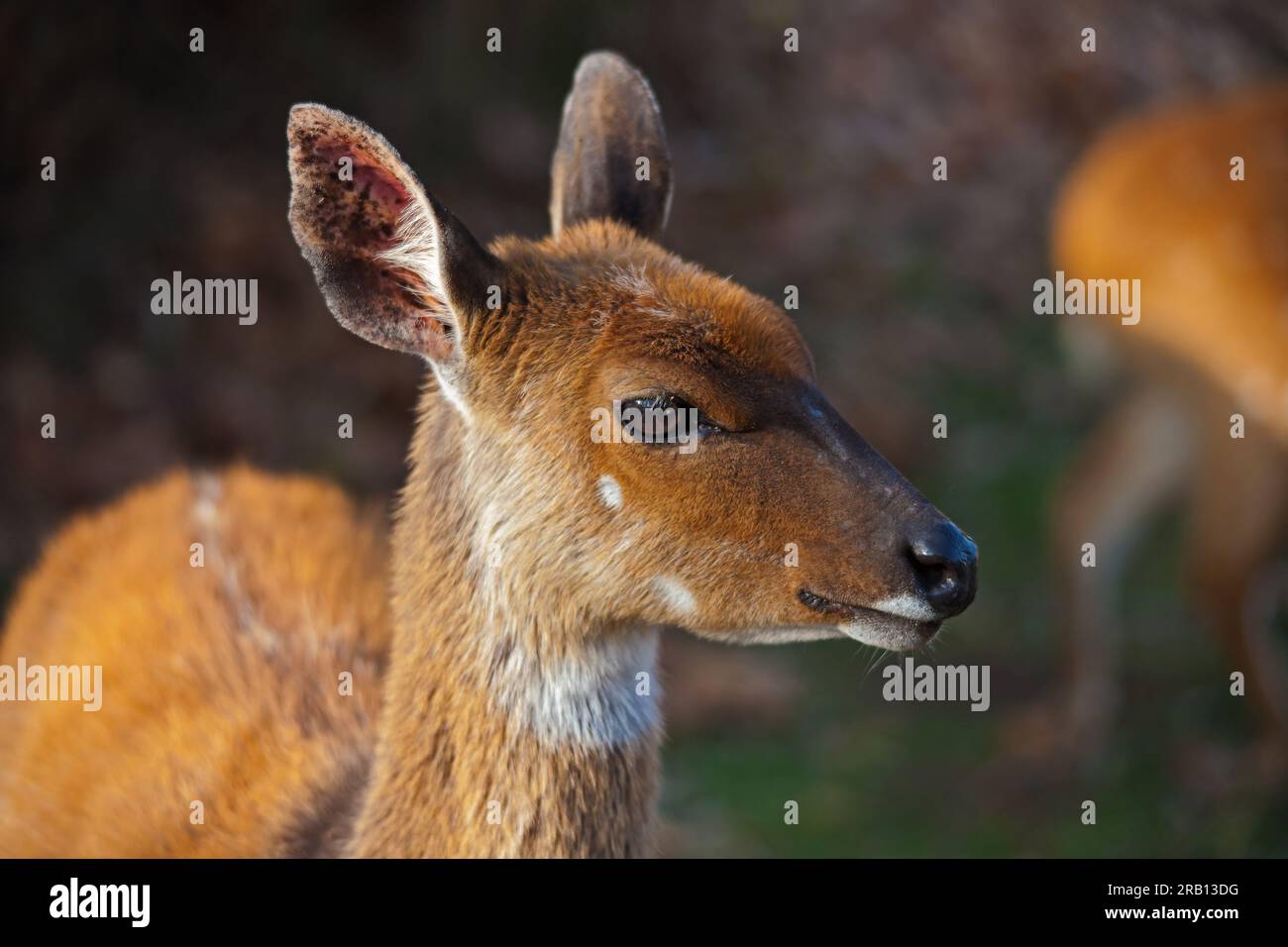 Female bushbuck hi-res stock photography and images - Alamy