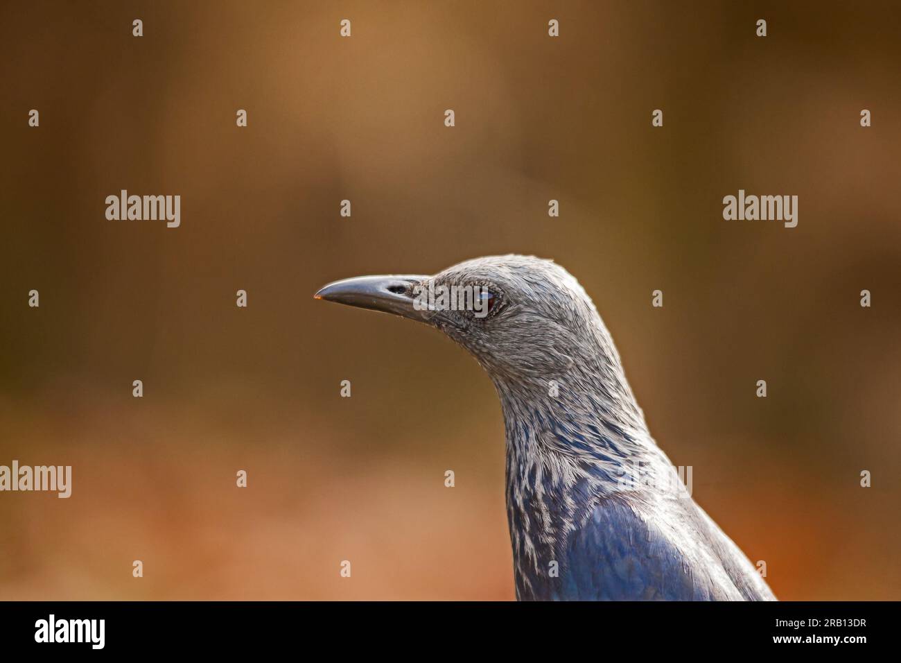 Female Red-winged Starling Onychognathus morio 15670 Stock Photo - Alamy