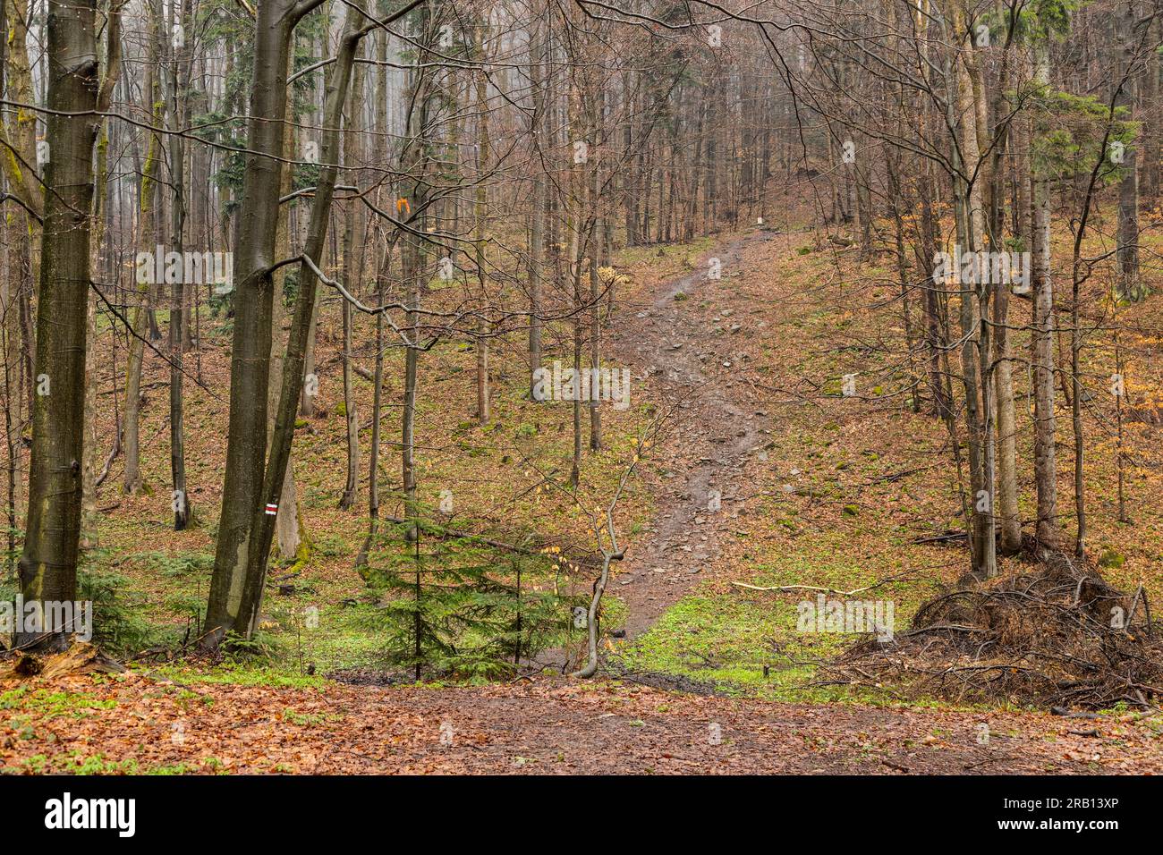 Europe, Poland, Lesser Poland, mountain trail to Lackowa in Low Beskids ...