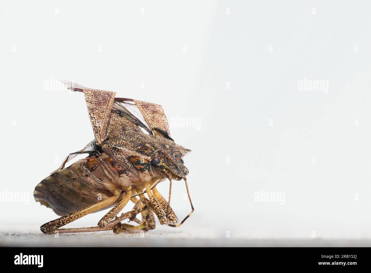 Very close photograph of dead and dry bed bug on white background and ...