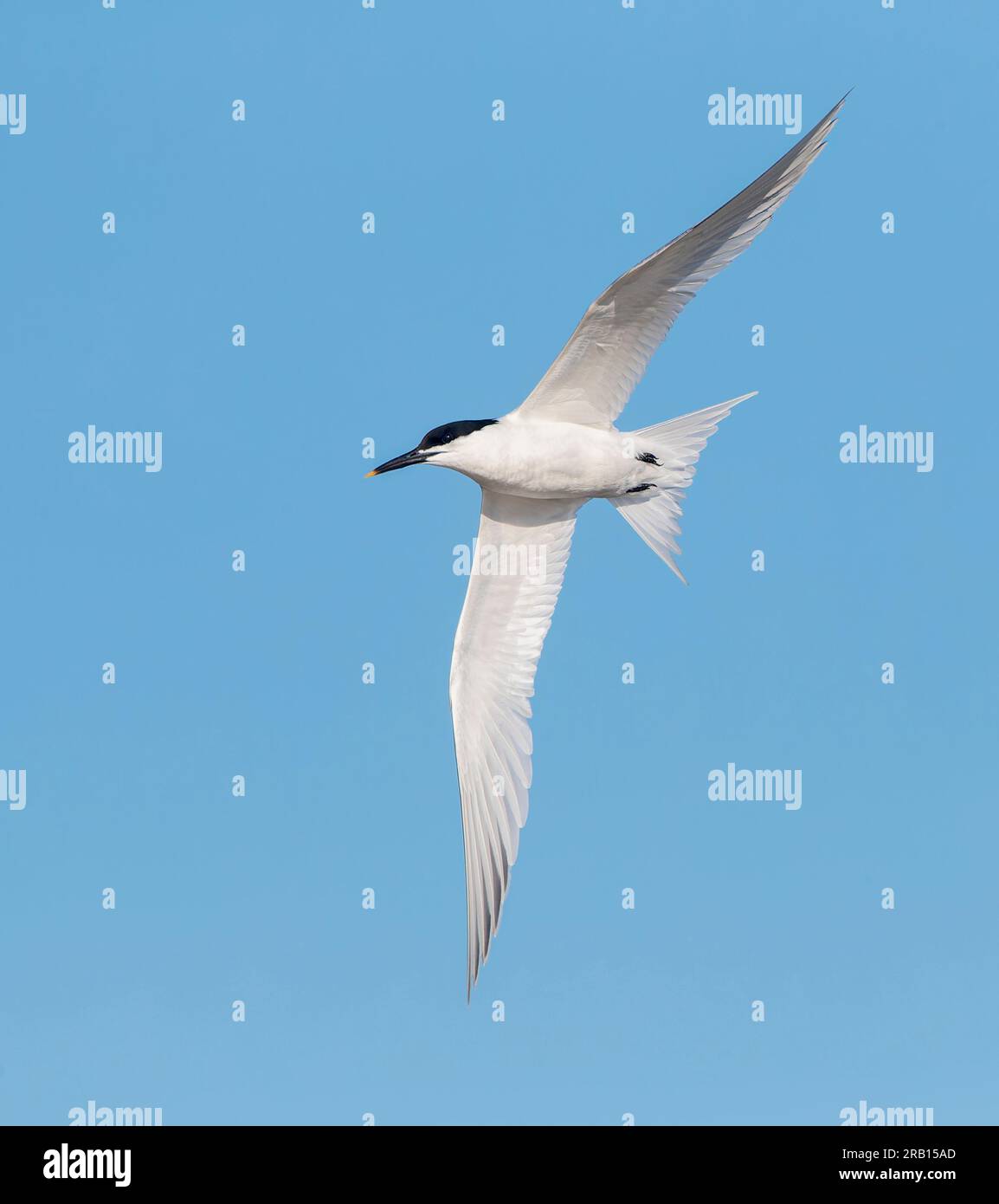 Sandwich Tern, Thalasseus sandvicensis, at the beach of Katwijk ...