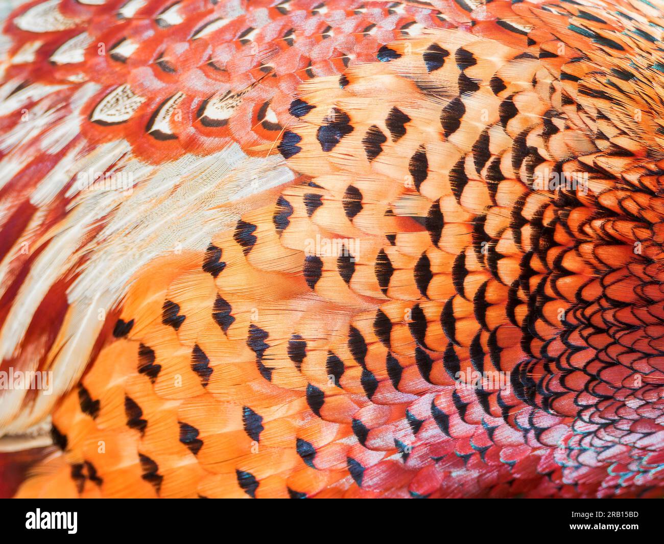 Male Common Pheasant (Phasianus colchicus) in breeding plumage up close ...