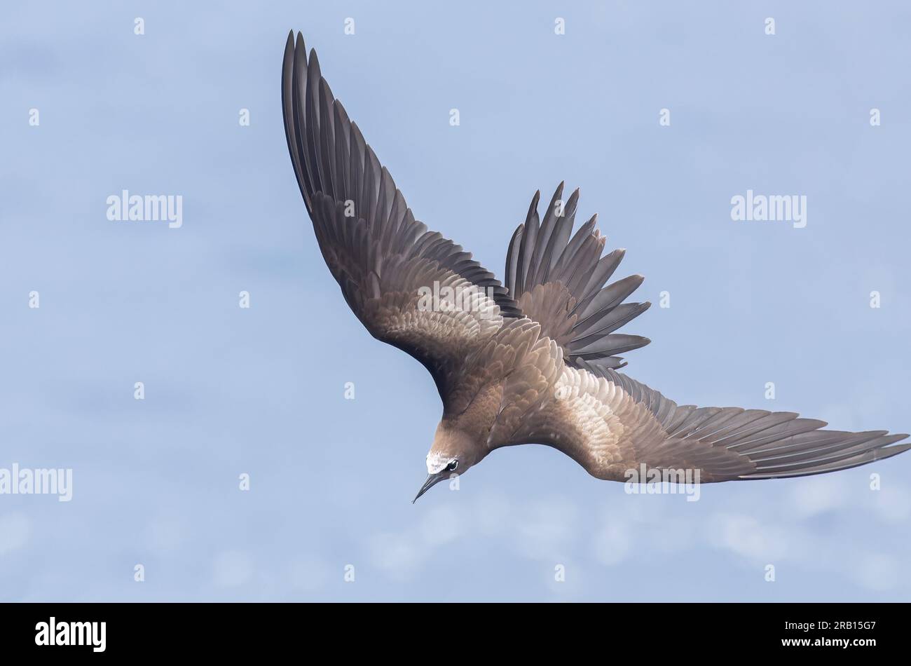 Brown Noddy (Anous stolidus), also known as or common noddy. At sea ...
