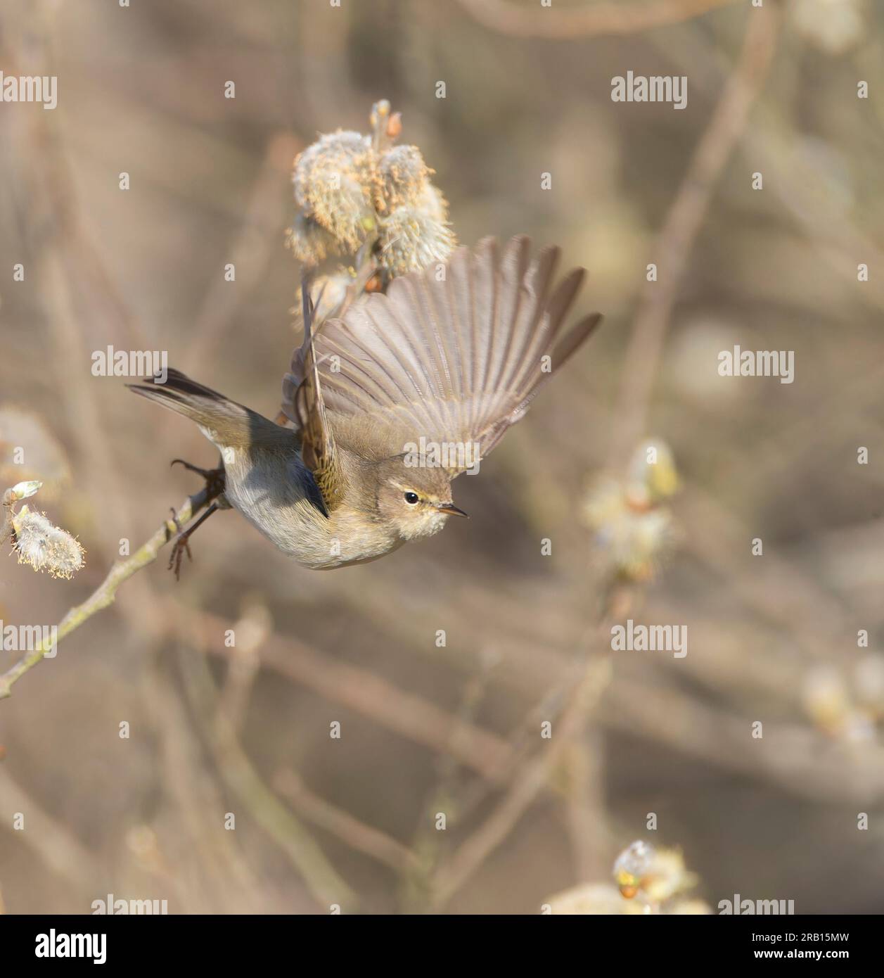 Common Chiffchaff, Phylloscopus collybita, during spring migration in ...