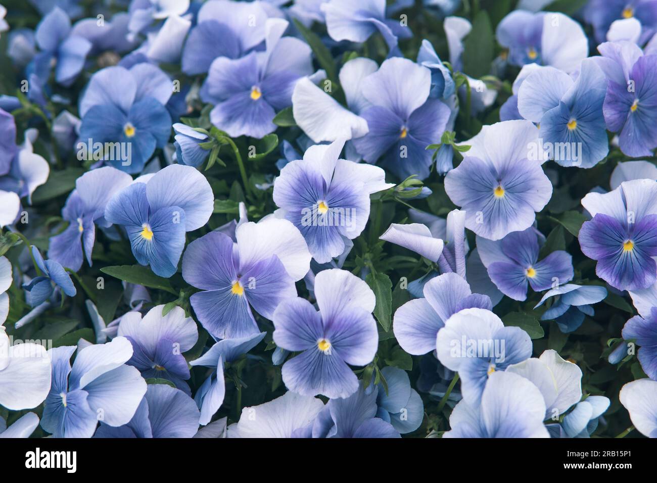 deep blue garden pansy flowers in a flower bed Stock Photo - Alamy