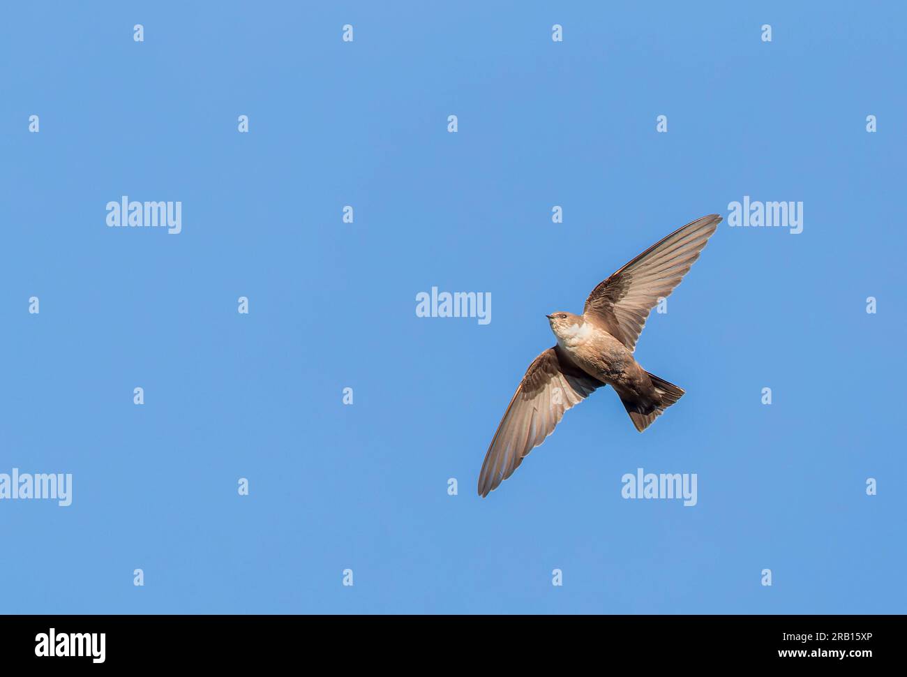 Crag Martin (Ptyonoprogne rupestris) in Spain Stock Photo - Alamy