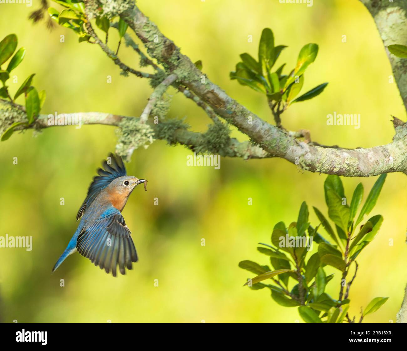 Bluebird species hi-res stock photography and images - Alamy