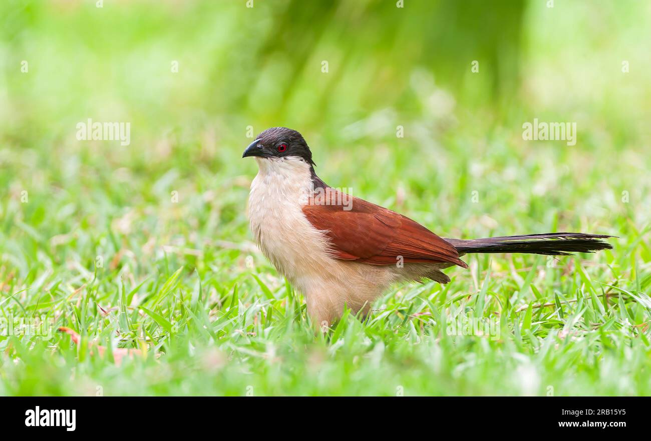 Senegal coucal (Centropus senegalensis senegalensis) in the Gambia ...