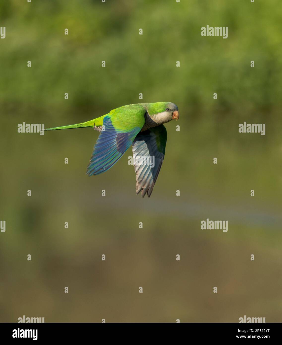 Monk parakeet (Myiopsitta monachus), also known as the Quaker parrot ...