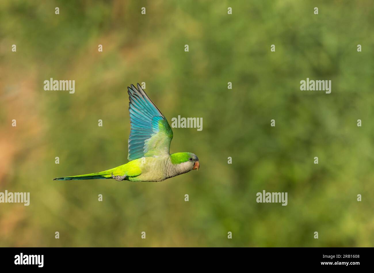 Monk parakeet (Myiopsitta monachus), also known as the Quaker parrot ...