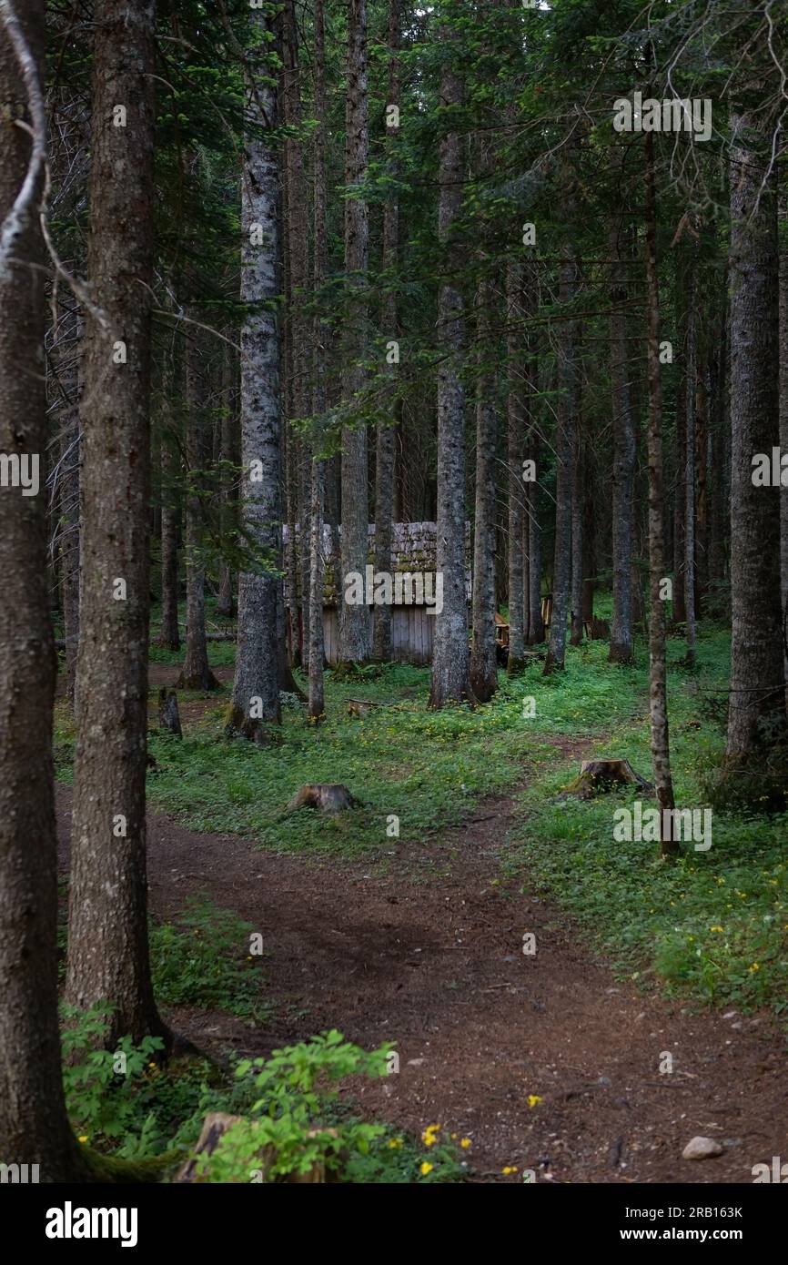 An old and very mysterious wooden house in a dense dark forest ...