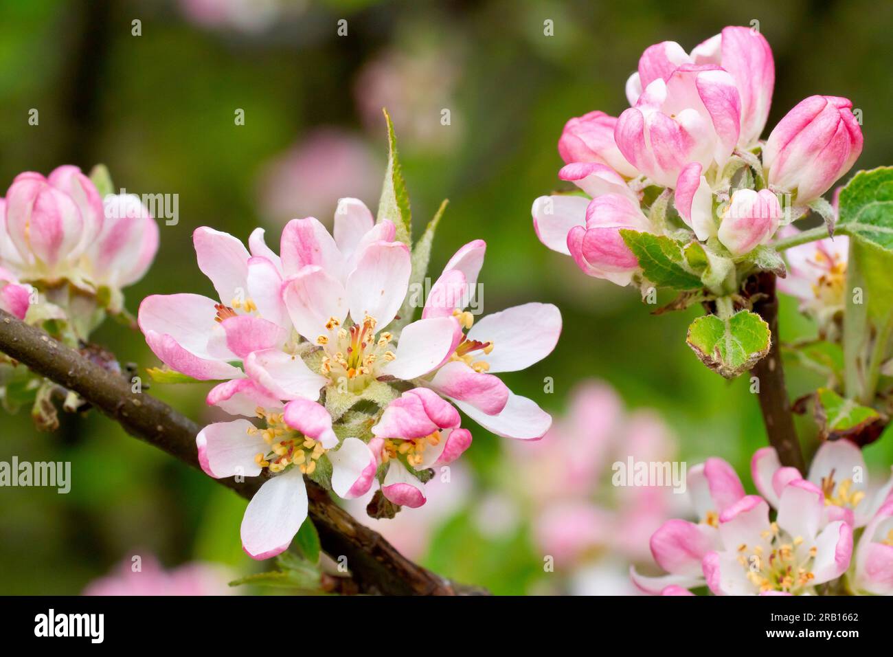 Crab Apple (malus sylvestris), close up showing the large white flowers ...