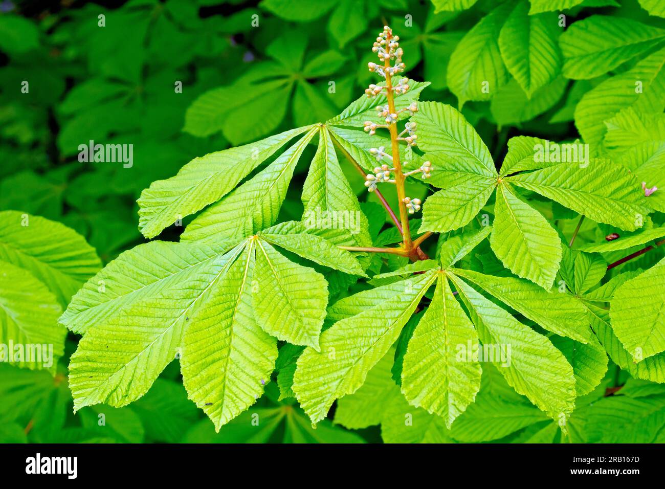 Horse Chestnut or Conker Tree (aesculus hippocastanum), close up ...