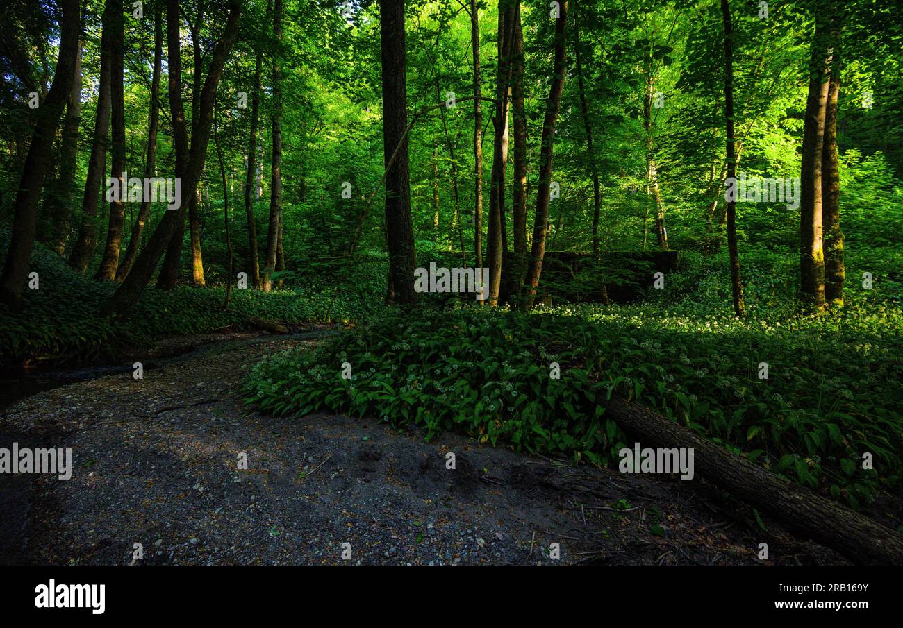 Forest reserve in the northern steigerwald hi-res stock photography and ...