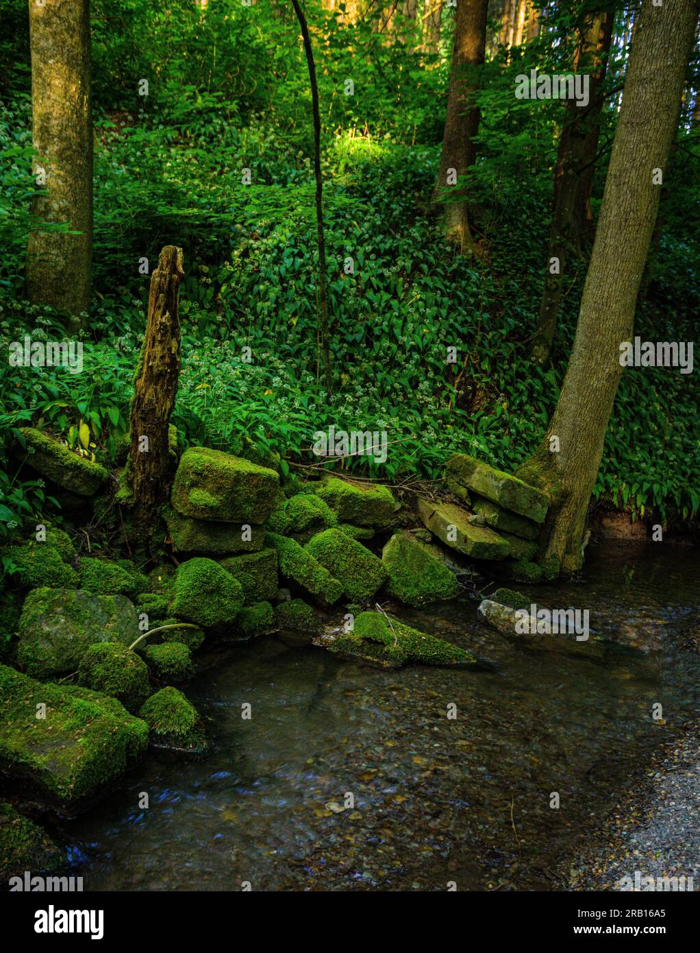 Forest reserve in the northern steigerwald hi-res stock photography and ...