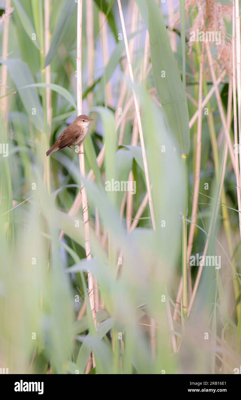 Red warbler thrush hi-res stock photography and images - Alamy