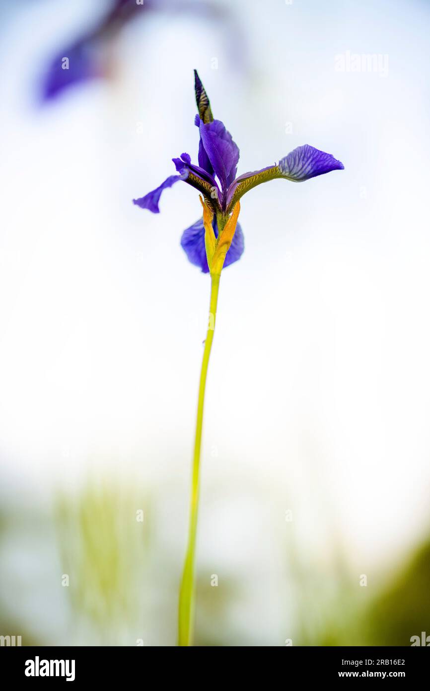 Siberian iris, meadow iris, Iris sibirica, nature reserve Riedholz and ...